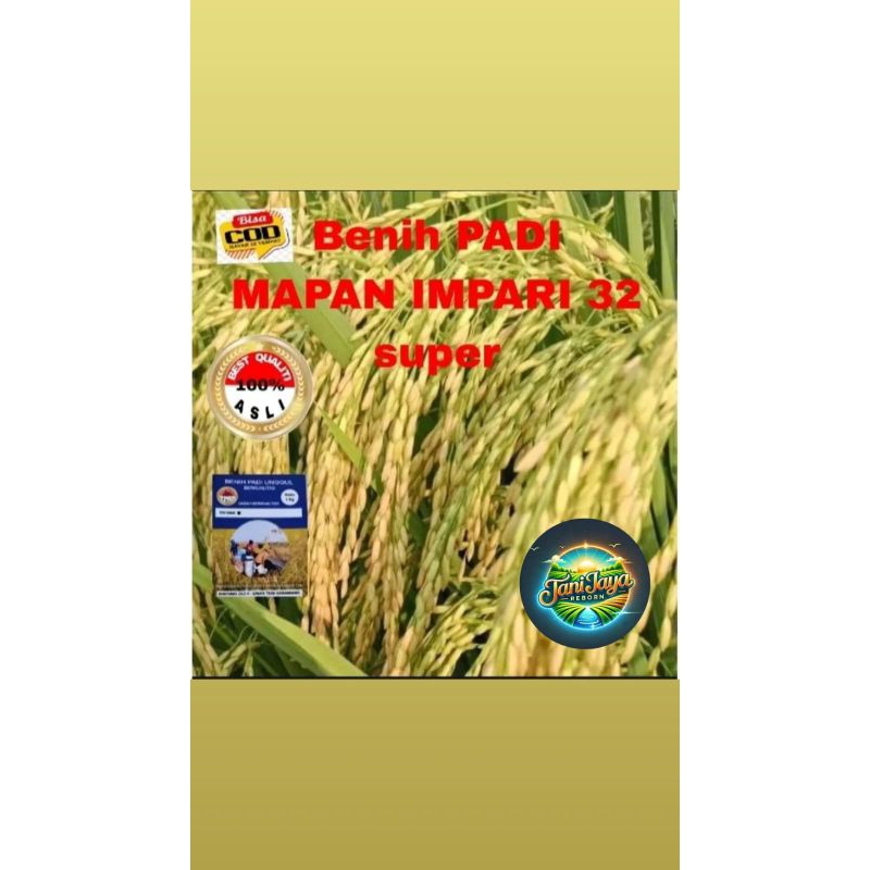 Jual BENIH PADI MAPAN INPARI 32 SUPER kemasan 5kg | Shopee Indonesia