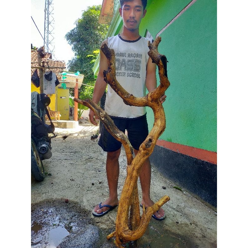 Jual bahan bonsai wahong gunung semi taman krowak gaya teisula | Shopee ...