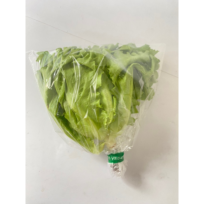 Jual SAYUR SELADA HIDROPONIK | FRESH No | Shopee Indonesia