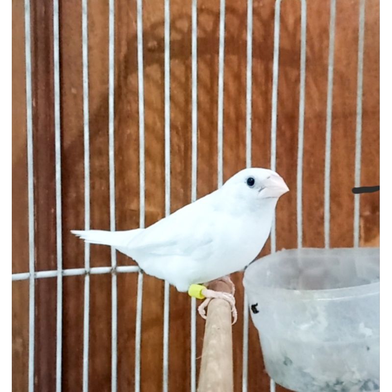 Jual Emprit Jepang/Japan Finch (Emje) | Shopee Indonesia