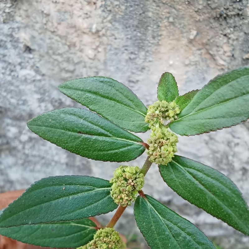 Jual Bibit hidup tanaman herbal patikan kebo | Shopee Indonesia