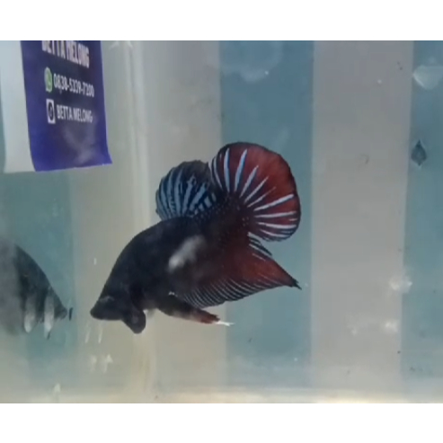 Jual ikan cupang bagan size L-/cupang bagan/cupang adu | Shopee Indonesia