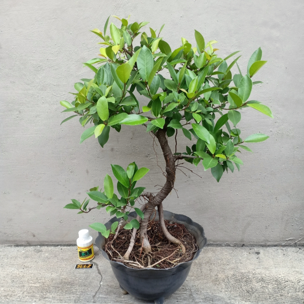 Jual Bahan Bonsai Iprik / Preh (Ficus microcarpa) Asli Sesuai Gambar ...