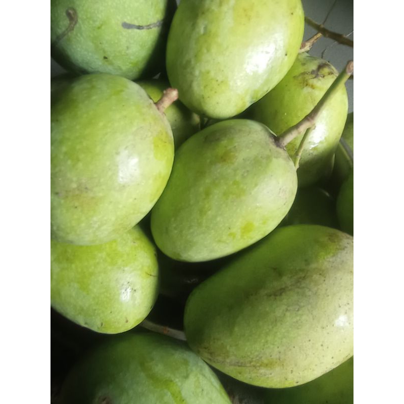 Jual mangga muda rujak-mangga sedang to 1kg cocok buat rujakan | Shopee ...