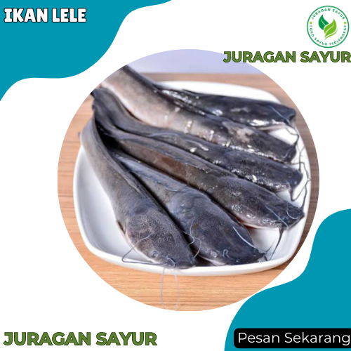 Jual Ikan Lele 1 kg - Ikan Lele Segar 1kg - Ikan Segar Lele - Juragan ...