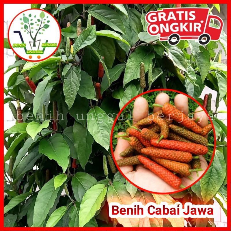 Jual Bibit Cabai Jawa Siap Tanam, tanama Cabai jawa (Piper retrofractum ...