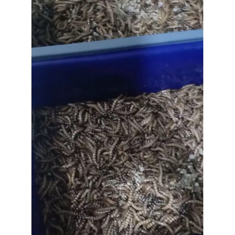 Jual Ulat Jerman(uj) pakan ikan, reptile, mamalia dan unggas. | Shopee ...