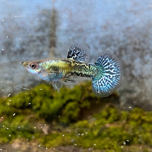 Jual Hiasan aquarium ikan guppy platinum blue dragon | Shopee Indonesia