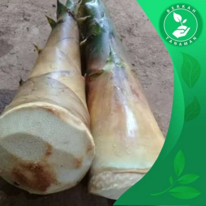 Jual Rebung Bambu Sayur Murah 1kg Sayuran dan Herbal | Shopee Indonesia