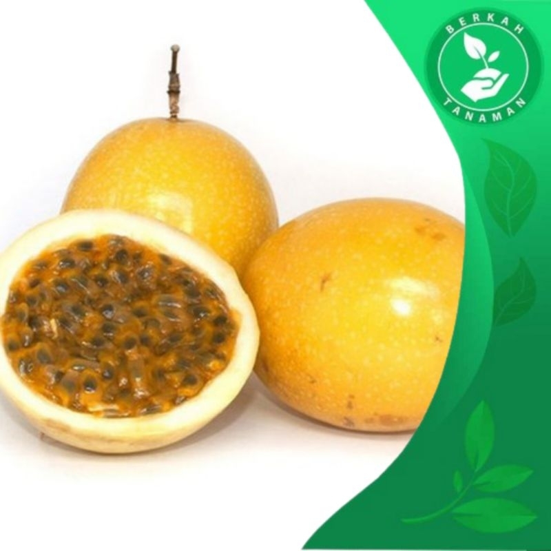 Jual Buah Markisa Segar 1kg - Buah Markisa Kuning Matang Segar | Shopee ...