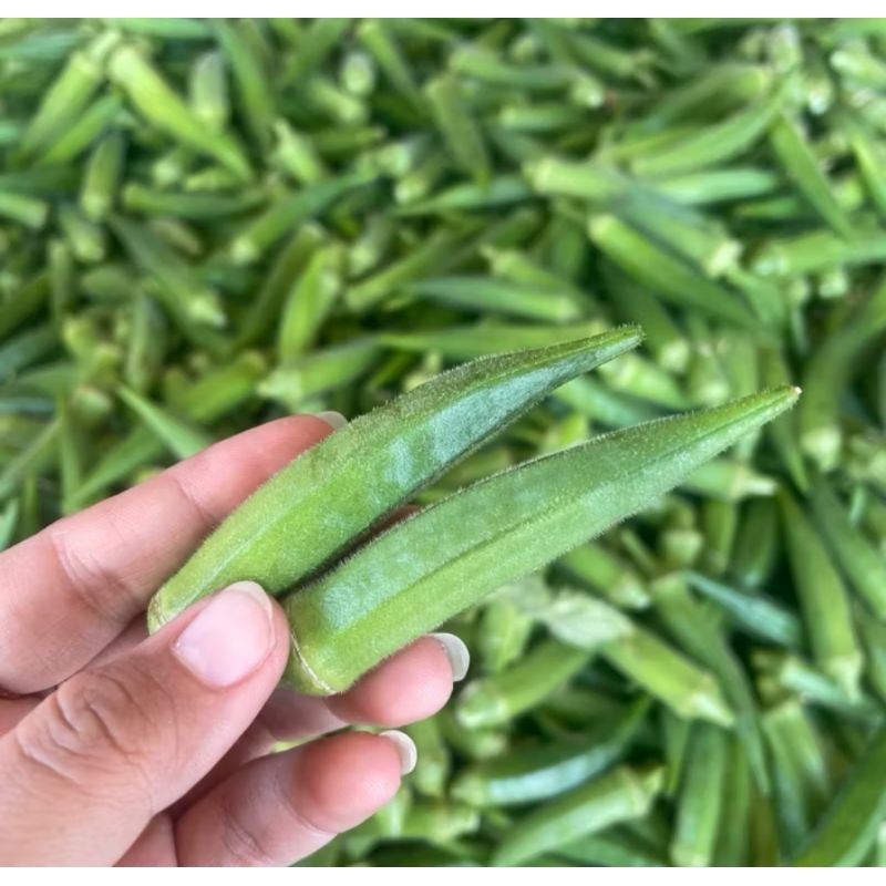 Jual 1kg Okra hijau superfood lokal berkualitas sayuran sehat dan fresh ...