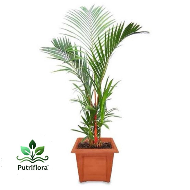 Jual Tanaman hias palm merah tanaman palem merah pohon palm merah pohon ...