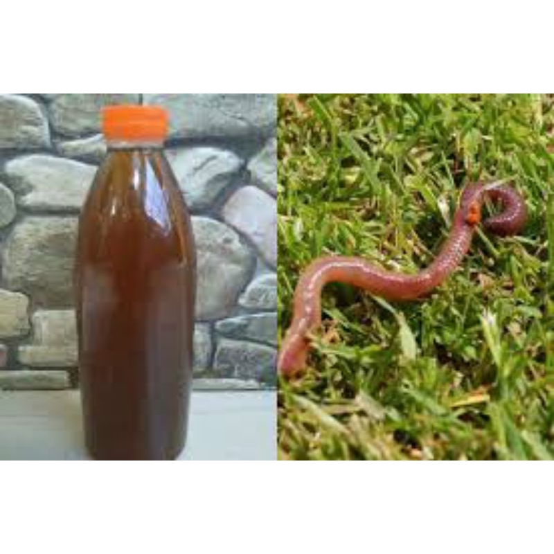 Jual manjur air cacing kalung kebo untuk tipes | Shopee Indonesia