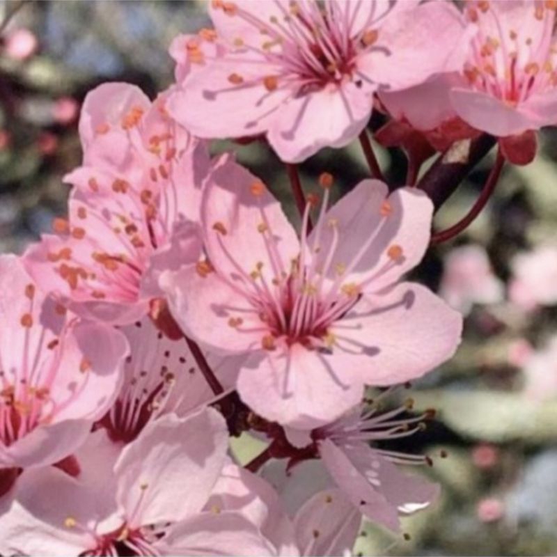 Jual Disney Sakura | Shopee Indonesia