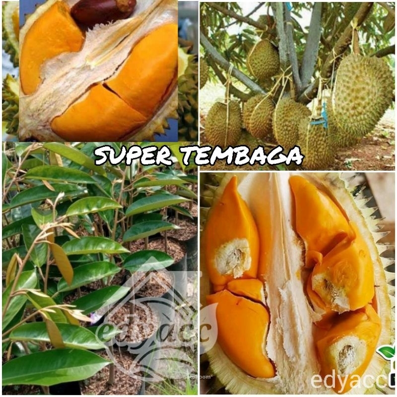 Jual Bibit durian SUPER TEMBAGA asli original | Shopee Indonesia