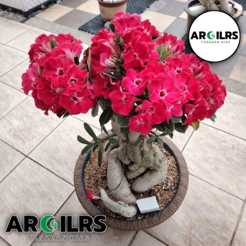 Jual ( BISA BAYAR DI TEMPAT ) Bibit bonsai adenium bunga merah ...
