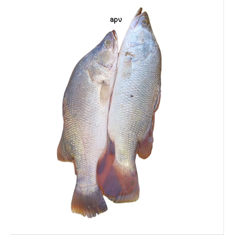 Jual ikan kakap segar fresh 1 kg | Shopee Indonesia