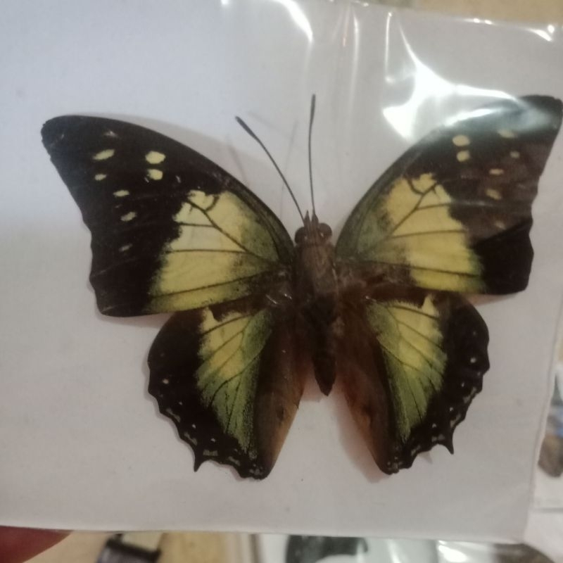 Jual taxydermi awetan serangga kumbang asli kupu kupu cantik karaxes 01 ...