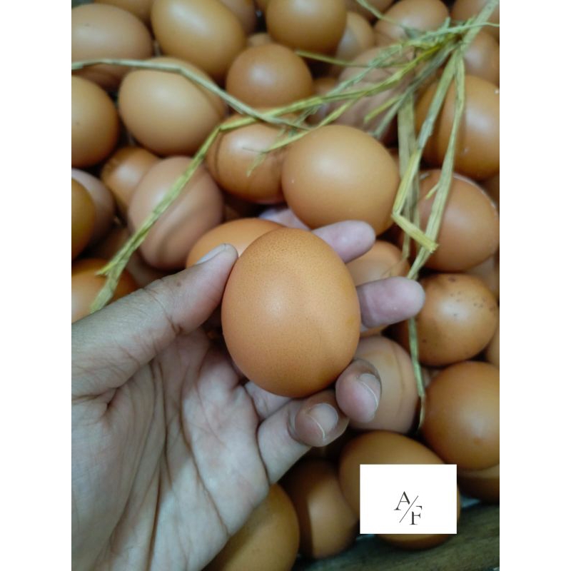 Jual Telur Ayam Negri Grade A Fresh 1KG/Sudah Sortir /Langsung Dari ...