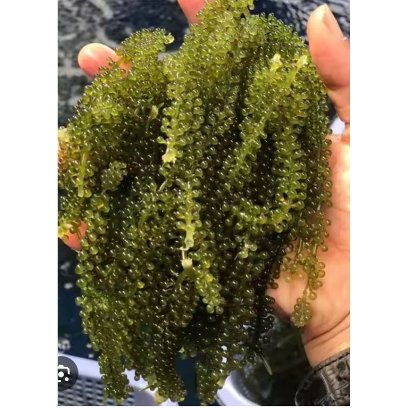 Jual latoh/anggur laut/bulung bon/green caviari 1kg | Shopee Indonesia