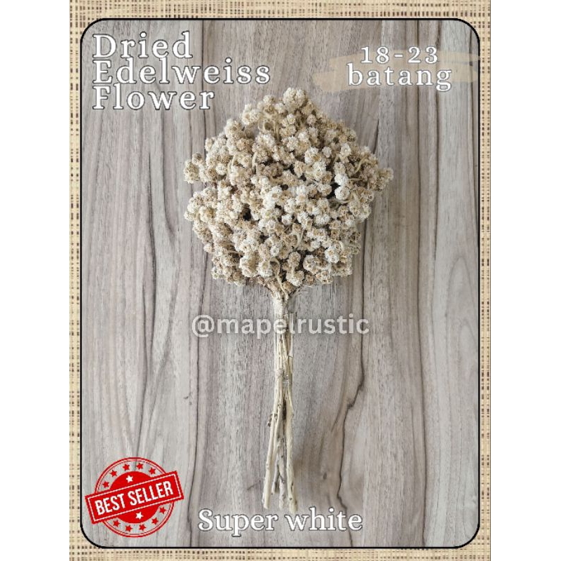 Jual [18-23 batang] Bunga Kering Edelweiss "SUPER WHITE" | Buket Bunga ...