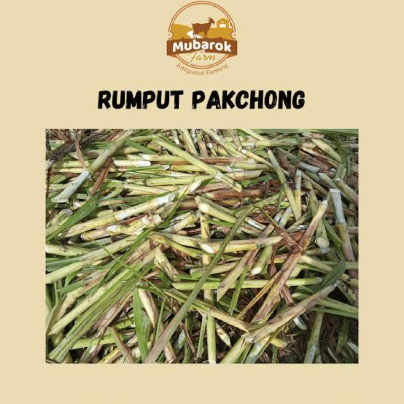 Jual Bibit Rumput Pakcong Super 1 Kg / Bibit Napier Pakcong / Bibit ...