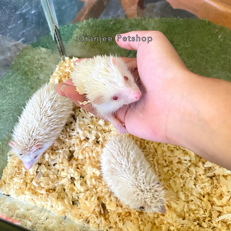 Jual Hedgehog Landak Mini Hewan Peliharaan Hias (ONLY PALEMBANG KOTA ...