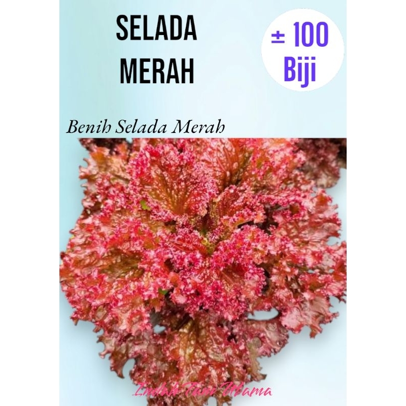 Jual BENIH SELADA MERAH | Kemasan Repack | Shopee Indonesia