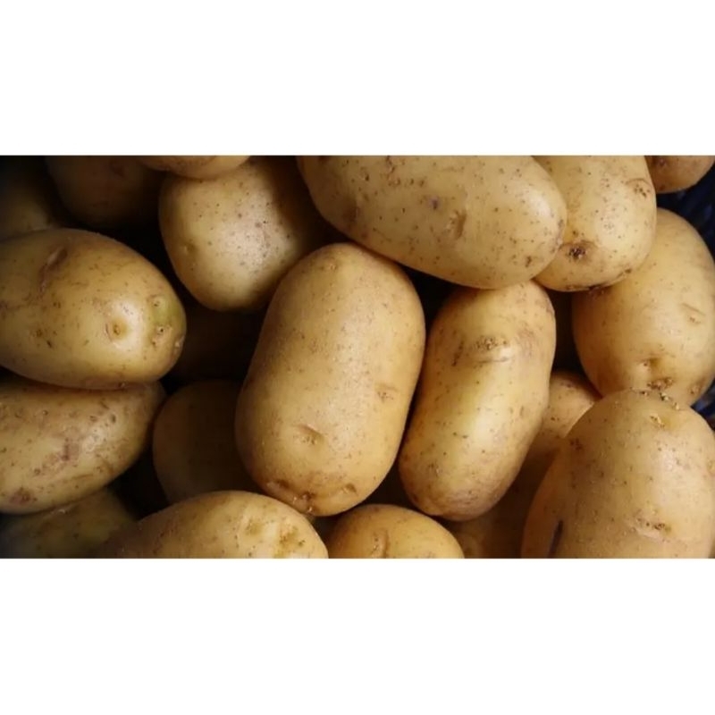 Jual kentang besar super | Shopee Indonesia