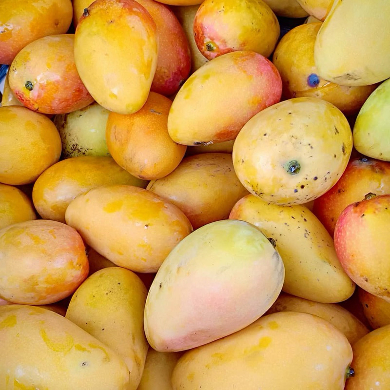 Jual Mangga Podang Gunung Suluhan Berat 1 Kg | Shopee Indonesia