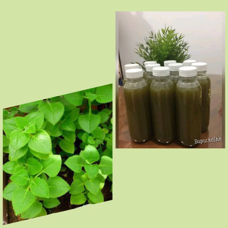 Jual jus Torbangun/Bangun-Bangun untuk ASI | Shopee Indonesia