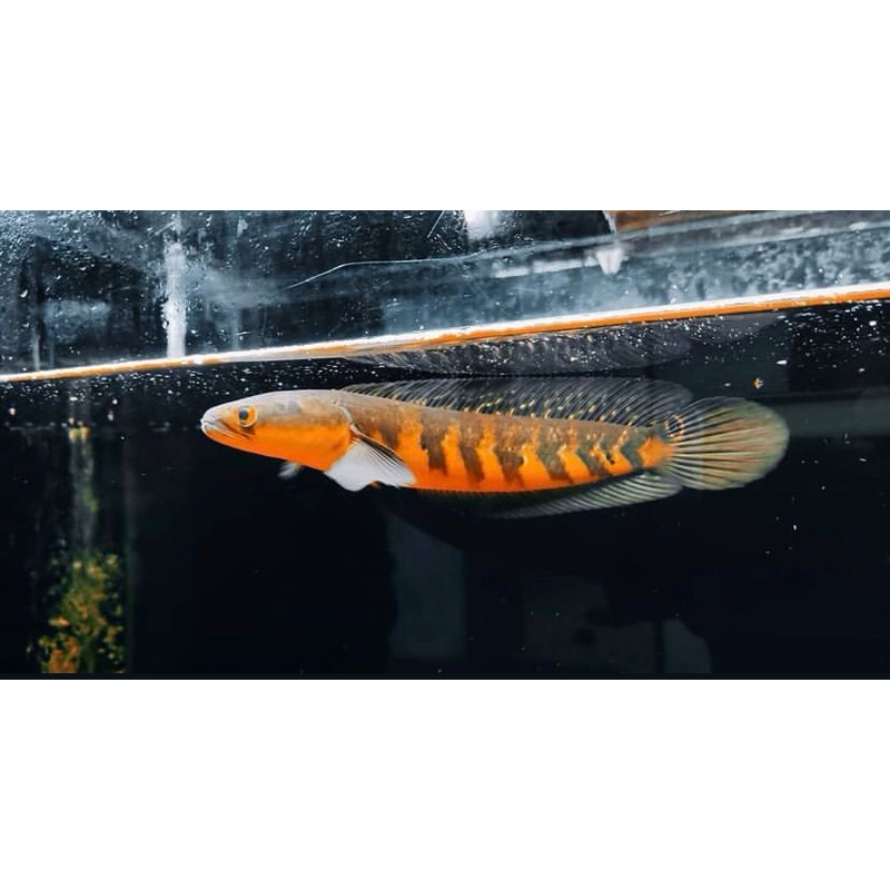 Jual channa red maru ukuran 3-4 cm isi 10 ekor (SPECIAL) | Shopee Indonesia