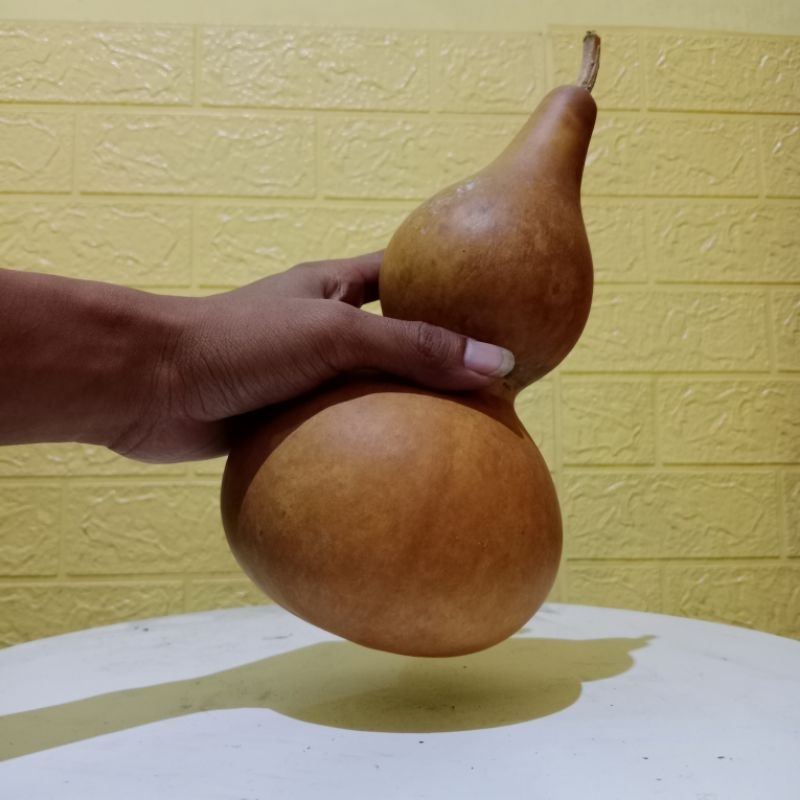 Jual Labu | Labu botol | Labu lagenaria | Labu kering | Labu china ...