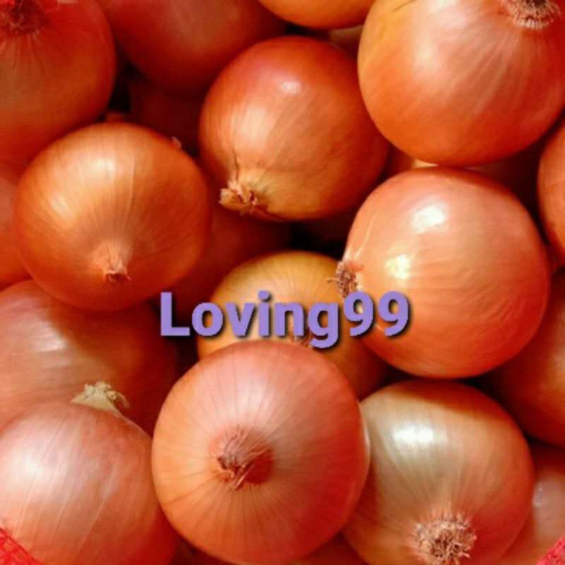 Jual Bawang Bombay Besar 60/80 1kg fresh | Shopee Indonesia