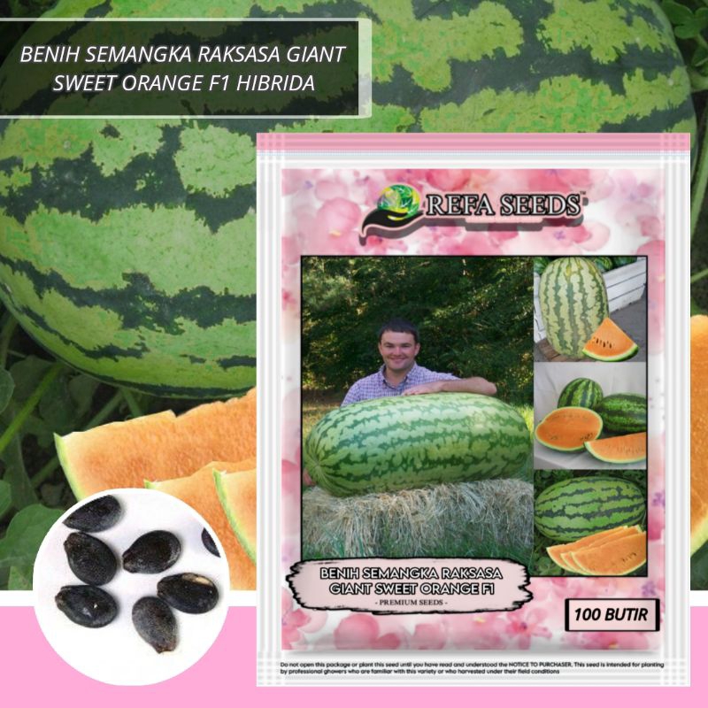 Jual 1 Pack (100 Butir) Benih Semangka Raksasa Giant Orange F1 Kemasan ...