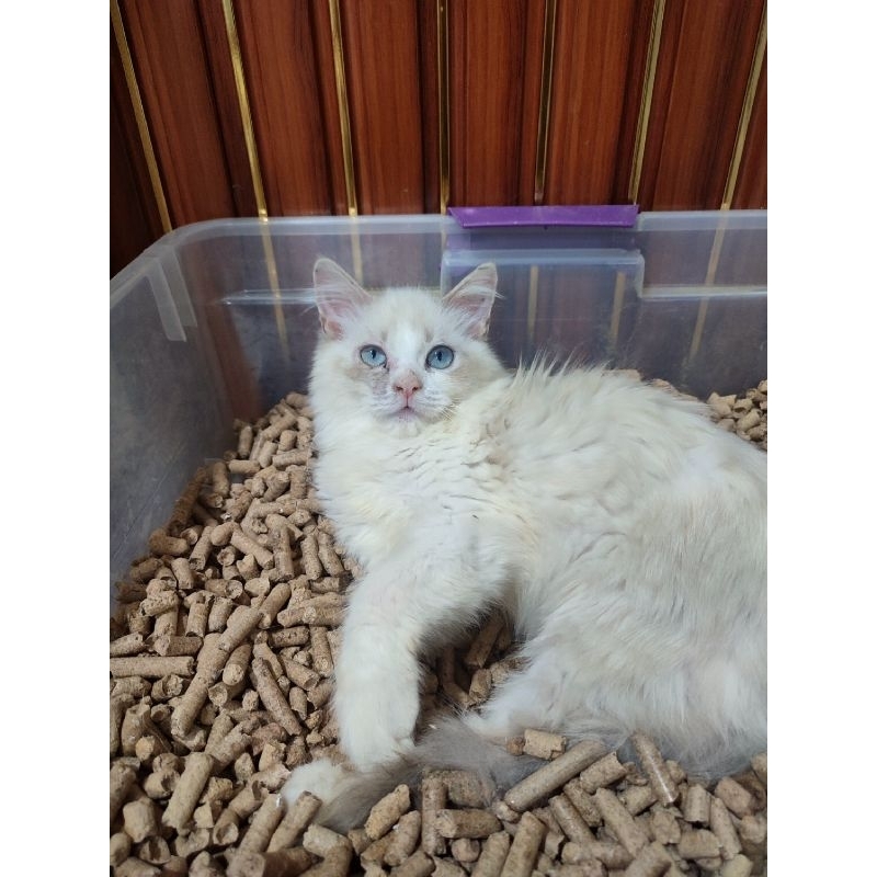 Jual Ragdoll Blue Lynx Bicolor Kitten Lucu ♂️ NON PED | Shopee Indonesia