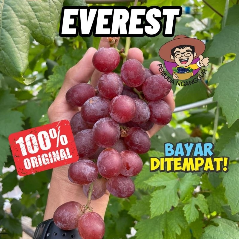 Jual Bibit Anggur Import EVEREST BERGARANSI 100% PEMUDA NGANGGUR ...