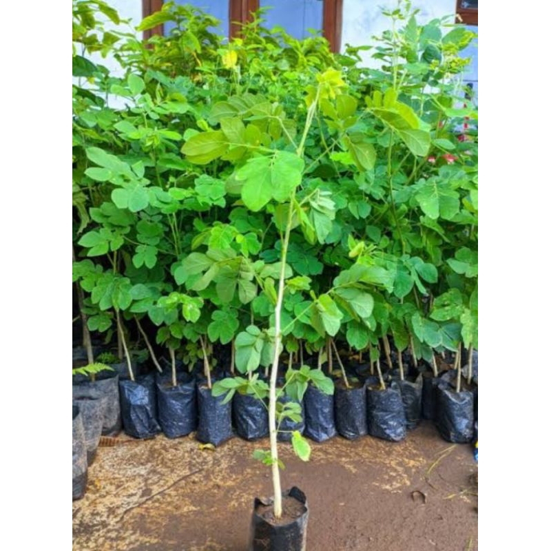 Jual paket bibit pohon trembesi isi 4 batang | Shopee Indonesia