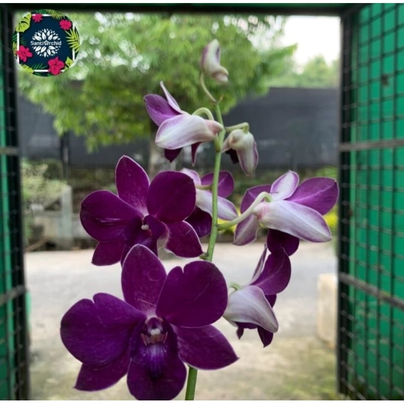 Jual Anggrek Dendrobium Airway Blue x Blue Angel | Shopee Indonesia