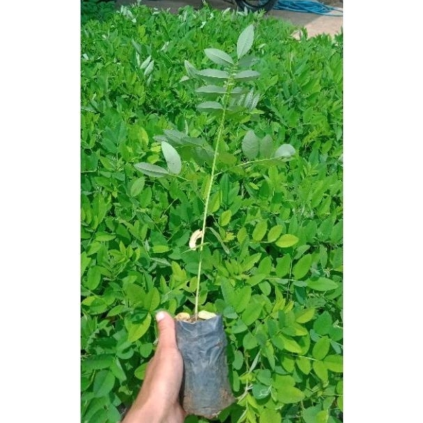 Jual MURAH MERIAH BIBIT INDIGOFERA PAKAN TERNAK KAMBING DLL | Shopee ...
