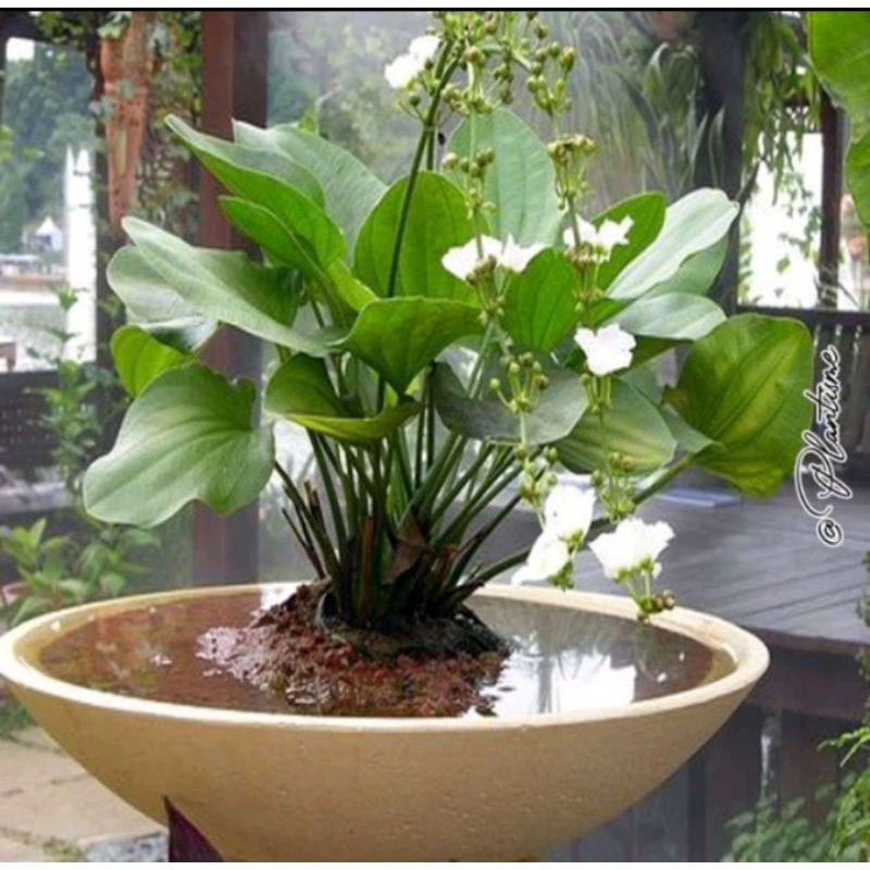 Jual Tanaman Hias Melati air / Bunga Melati air Rimbun | Shopee Indonesia