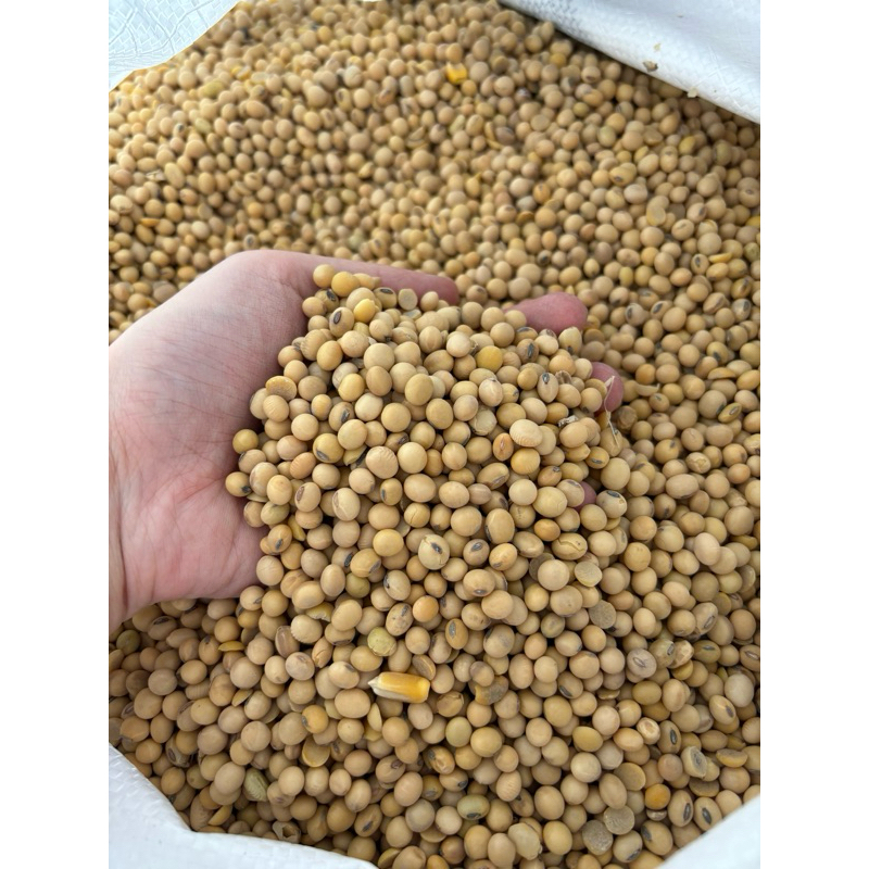 Jual kedelai import/kedelai bola/kacang kedelai 1kg | Shopee Indonesia