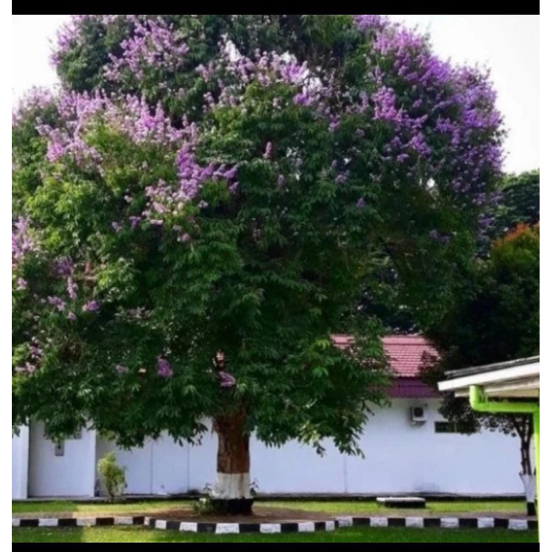 Jual pohon bungur batang besar tinggi 2-3 meter | Shopee Indonesia