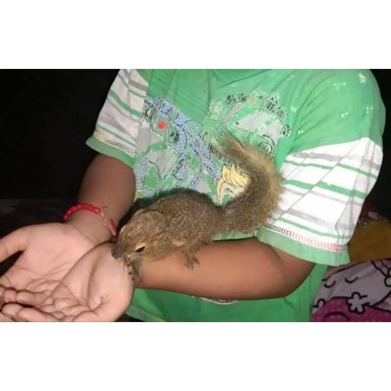 Jual Bajing Gendu Tupai Kelapa Jinak Lucu Mainan Anak Asli Termurah | Shopee Indonesia