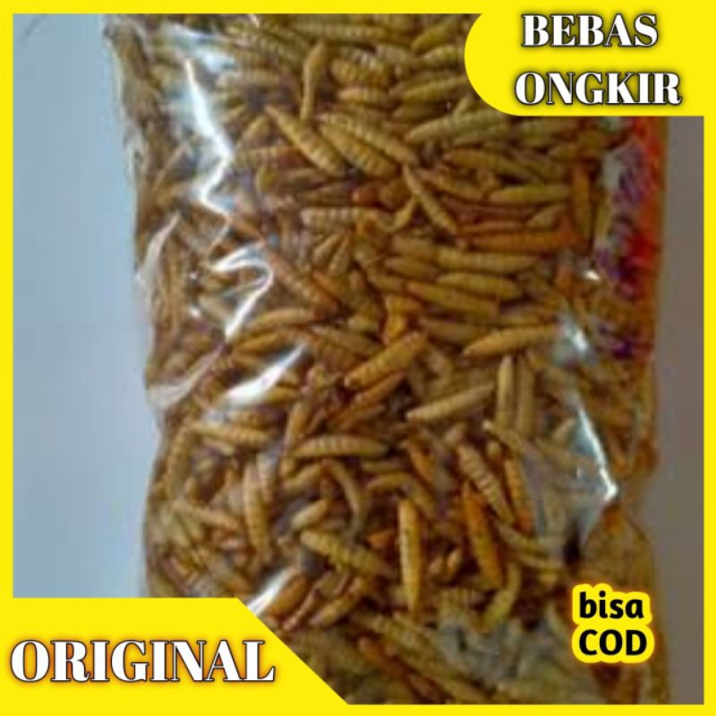 Jual Maggot BSF Maggot kering Grade A+ pakan ikan predator louhan channa arwana | Shopee Indonesia