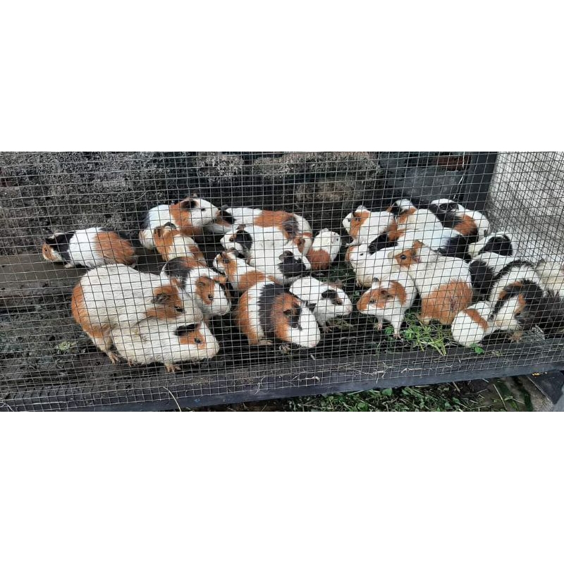 Jual Marmut Lokal - Marmut Hidup - Anakan Marmut Imut dan Lucu | Shopee ...