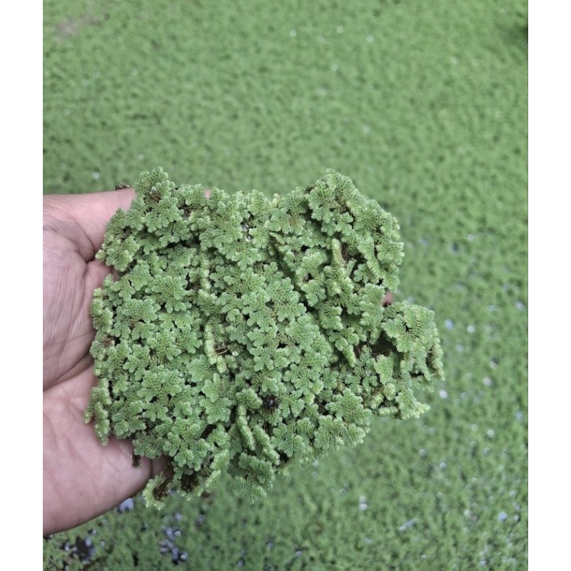 Jual Azolla 400gr | Shopee Indonesia