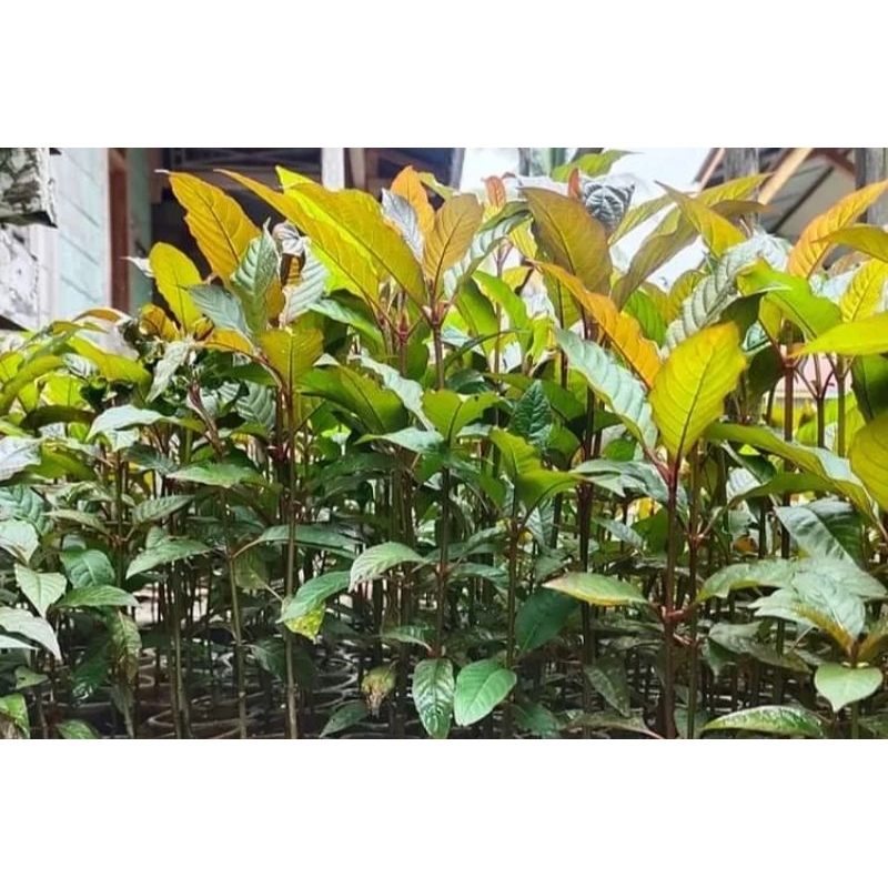 Jual purik/keratom15-20cm original | Shopee Indonesia
