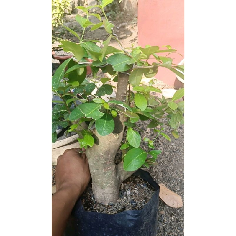 Jual sianci besar sesui foto | Shopee Indonesia