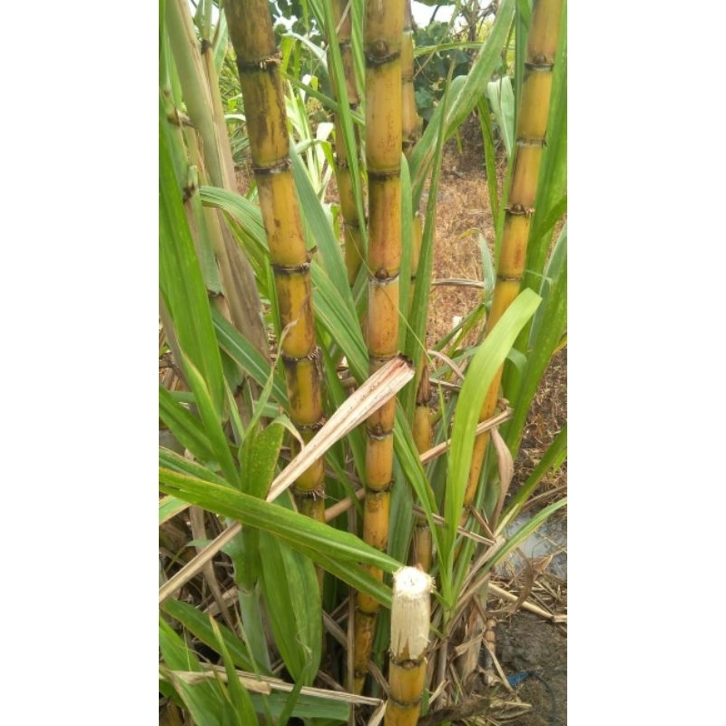 Jual bibit tebu kuning stek manis asli 100% . | Shopee Indonesia